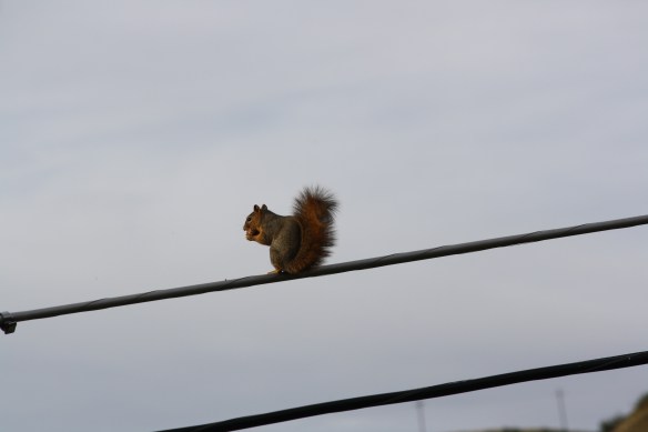 Wordless Wednesday: The Runaway Squirrel Edition | Tracy Abell