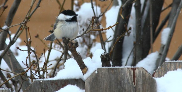 Hanging with Stu’s chickadees | Tracy Abell